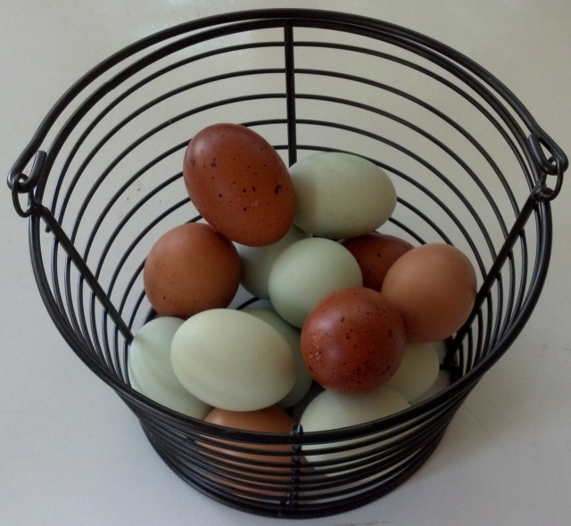 Debbie's Ranch Eggs - Oak Meadows Ranch, Wildomar, California