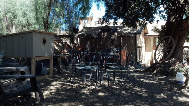Oak Meadows Ranch Chicken Coop Area - Debbie's Ranch Fresh Eggs